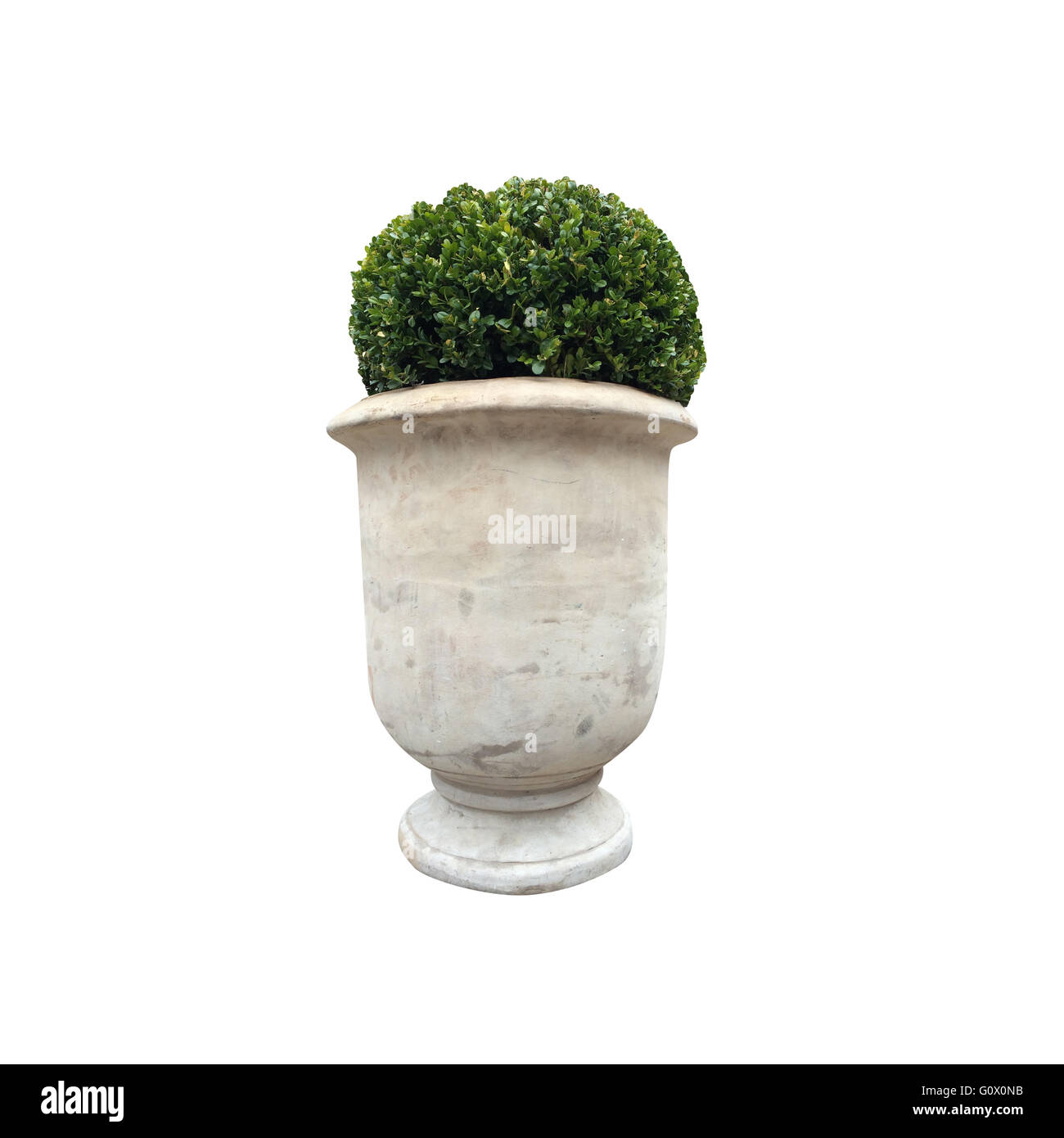 Large pot plant white background Cut Out Stock Images & Pictures - Alamy