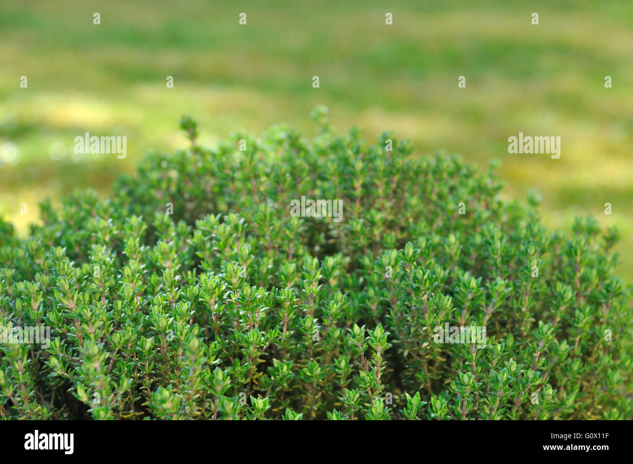 Thyme garden hi-res stock photography and images - Alamy