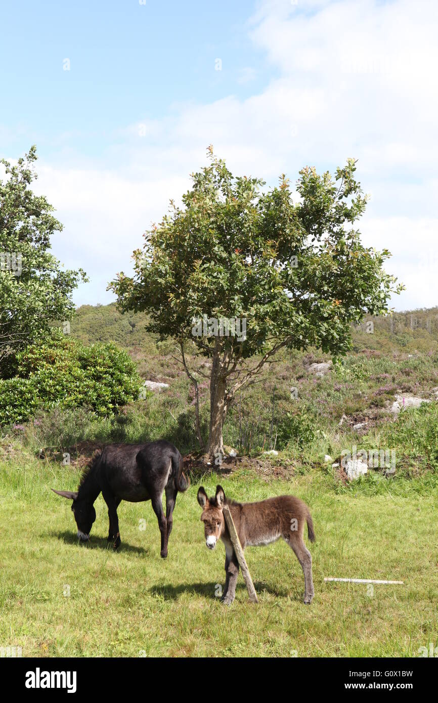 Mother donkey and baby colt, foal in a field in Sligo Ireland Stock ...