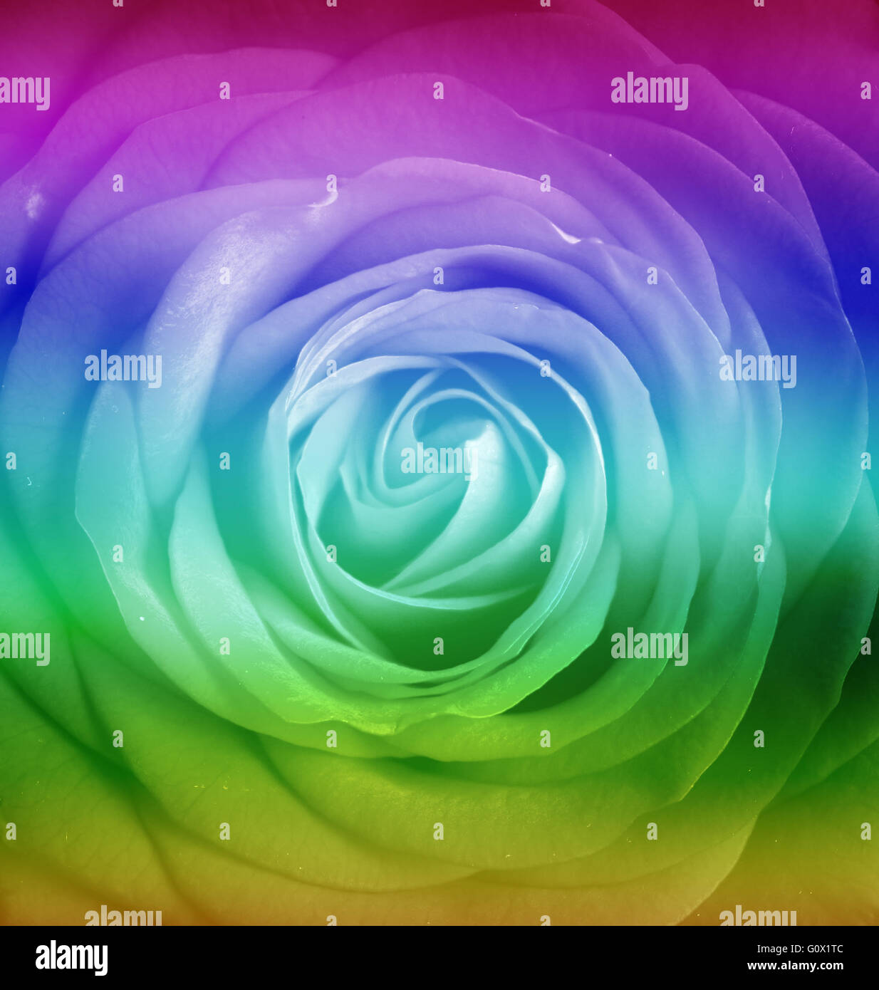 Rainbow rose hi-res stock photography and images - Alamy