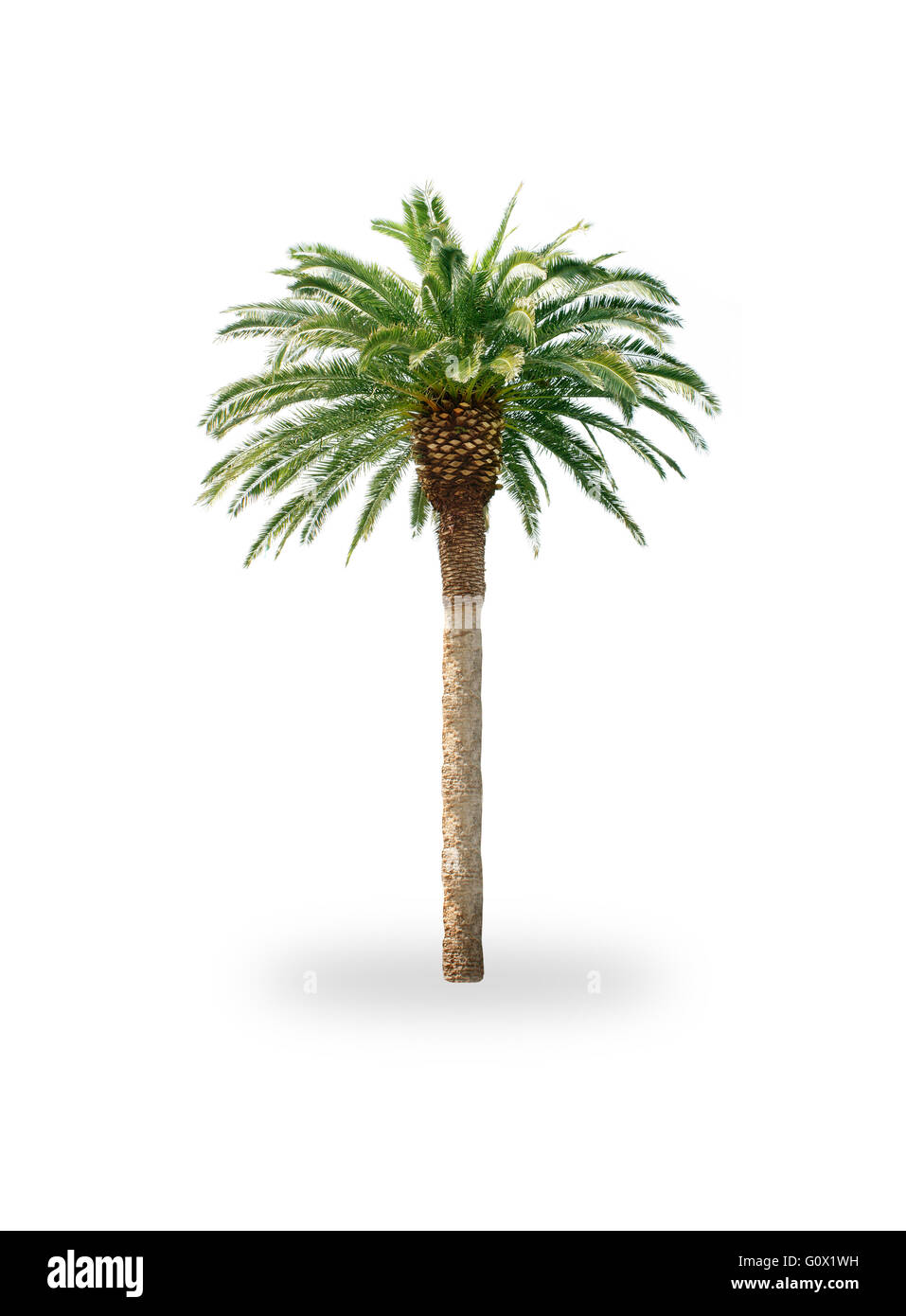 Relax palmtree Cut Out Stock Images & Pictures - Alamy