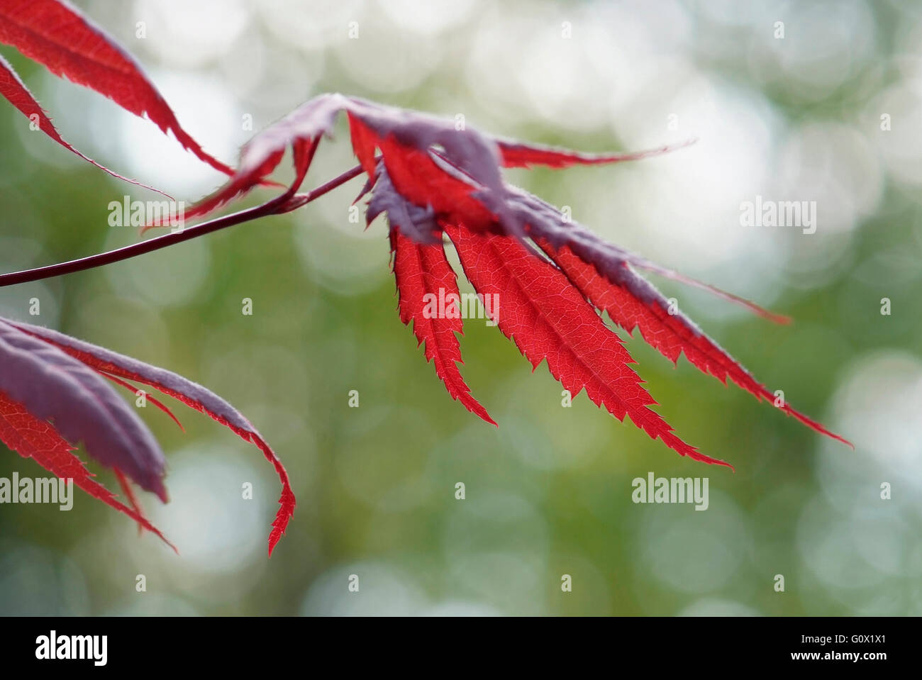 close up young red leaves of maple Acer palmatum Stock Photo - Alamy