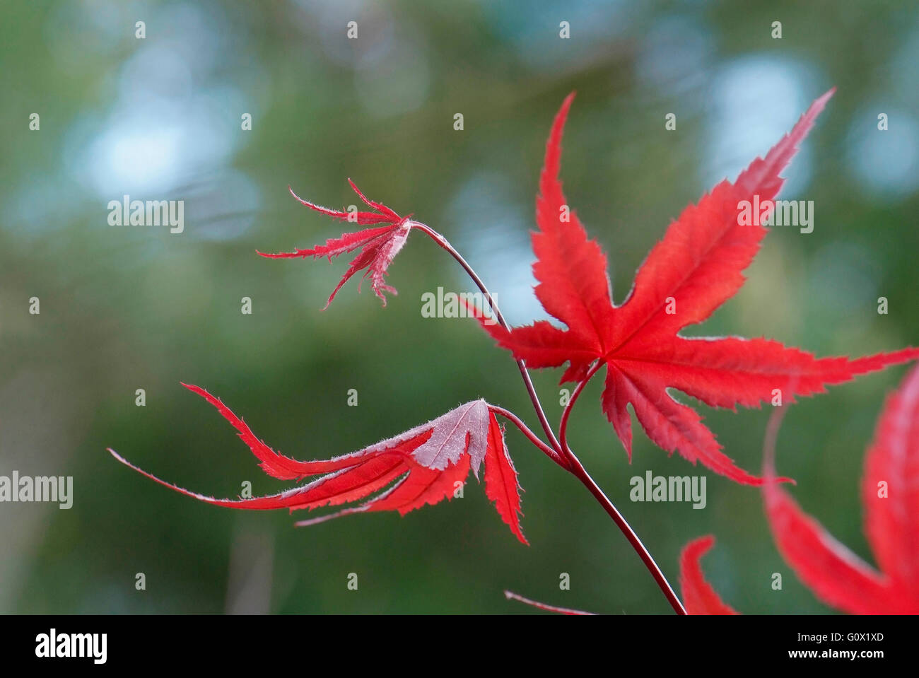 close up young red leaves of maple Acer palmatum Stock Photo - Alamy
