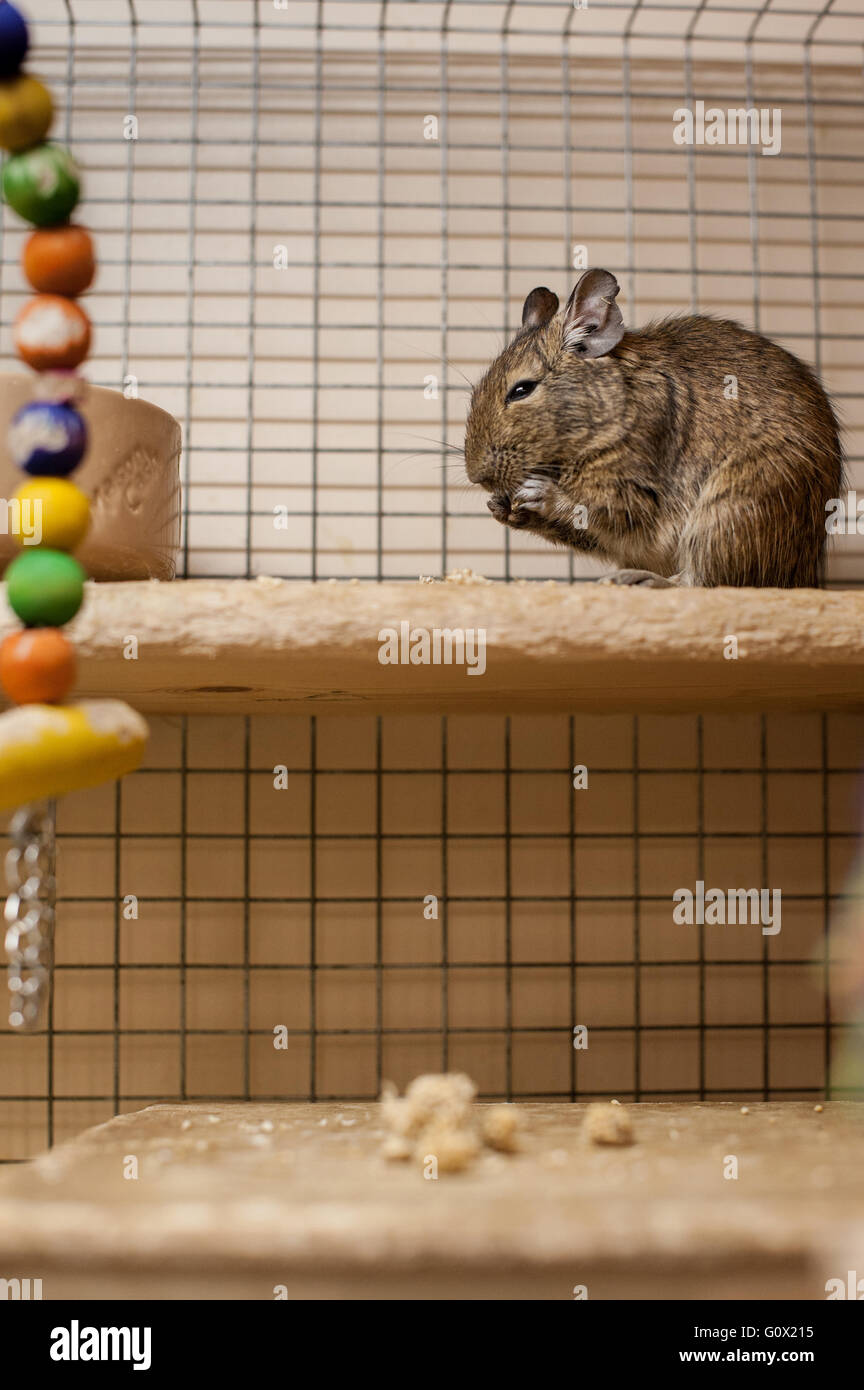 Degu eating maize Stock Photo - Alamy
