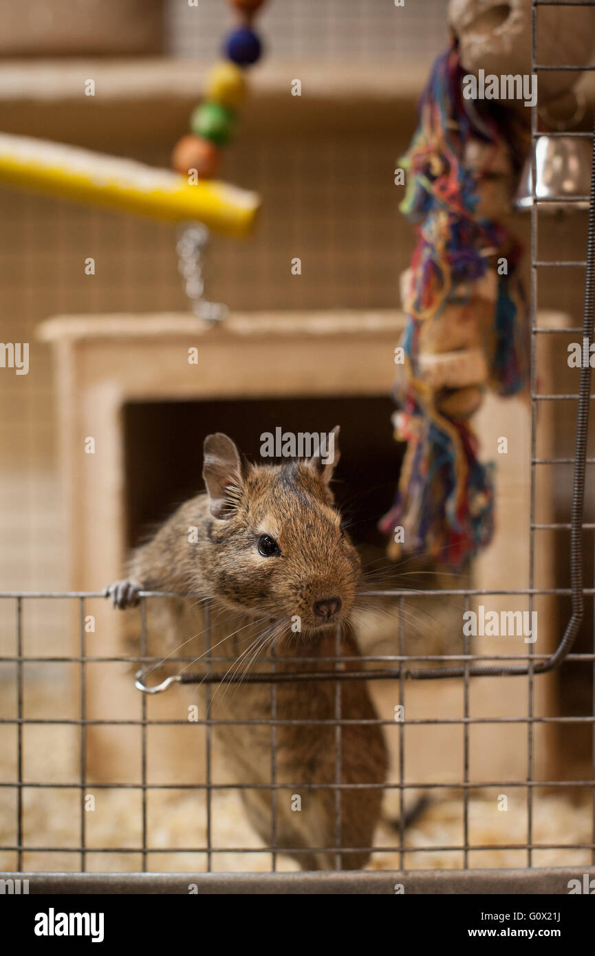 Degu at play Stock Photo - Alamy