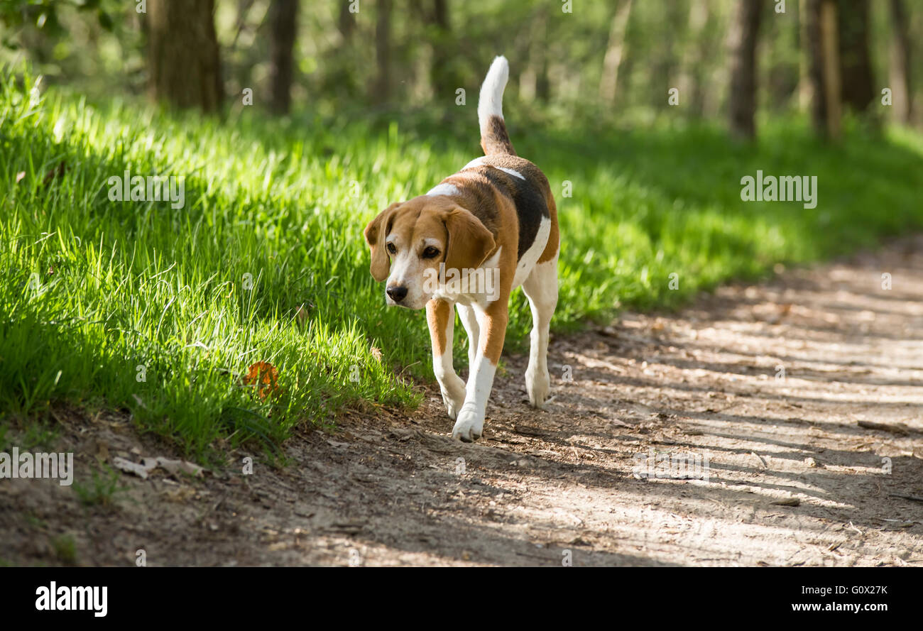 Beagle street hi-res stock photography and images - Alamy