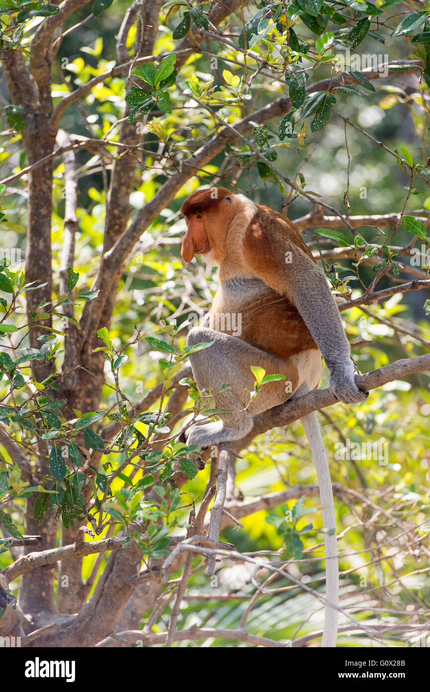 Proboscis monkey, male and female hi-res stock photography and images ...