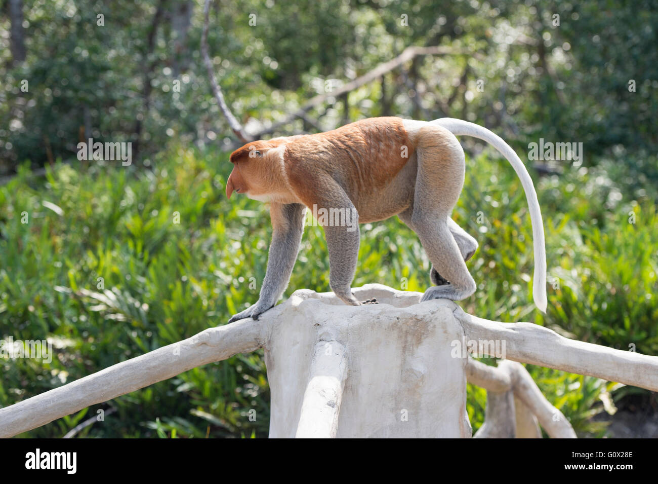 Nasalis larvatus male and female hi-res stock photography and images ...