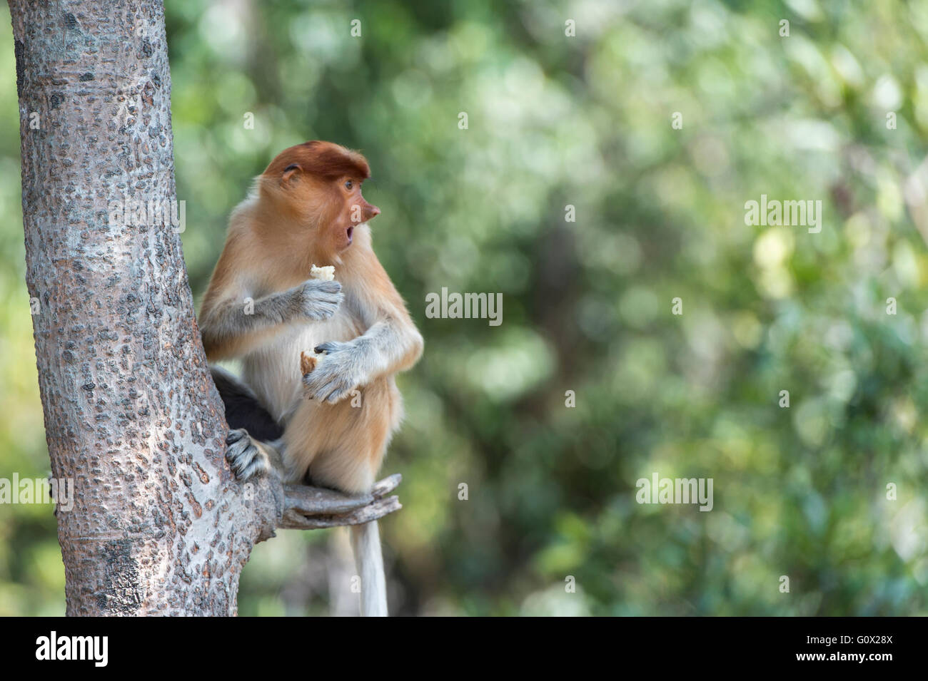 Proboscis monkey, male and female hi-res stock photography and images ...