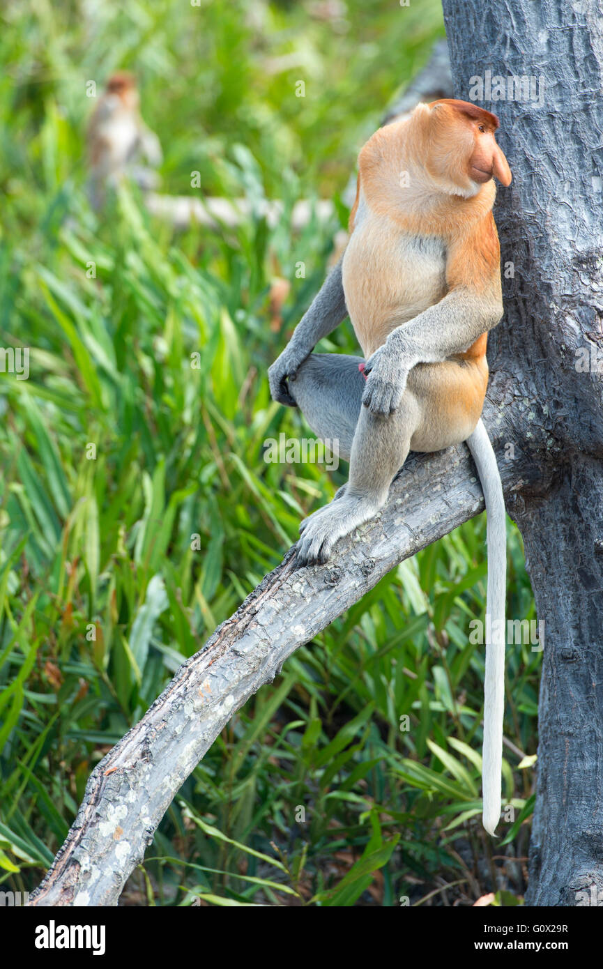 Selective focus for deep of field of the proboscis monkey, Nasalis ...