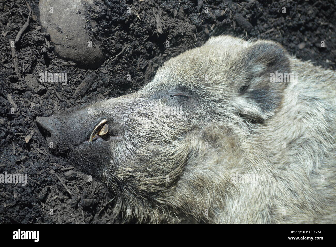 Large boar hi-res stock photography and images - Alamy