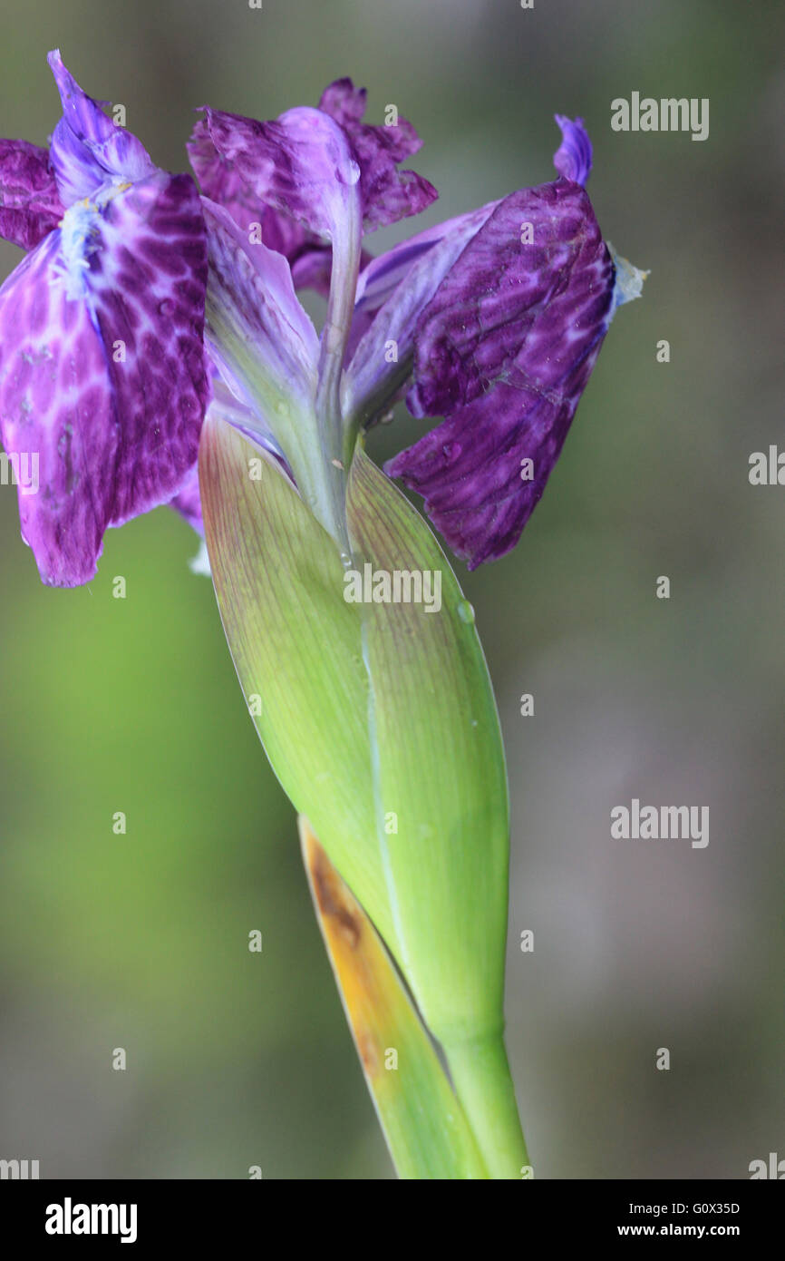 Iris hookeriana, Hooker's Iris, rhizomatous perennial herb of alpine ...
