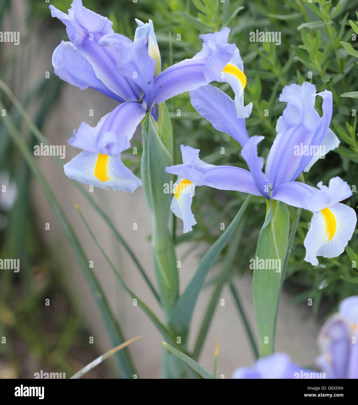 Iris spuria, Blue Iris, Spurious Iris, Bastard Iris, rhizomatous tall perennial herb with linear ...