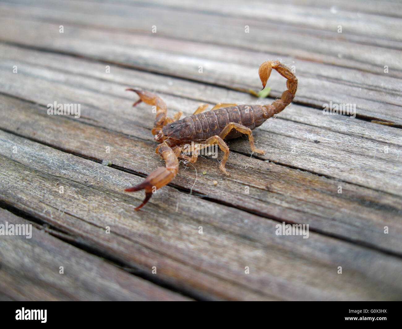 Wild scorpion hi-res stock photography and images - Alamy