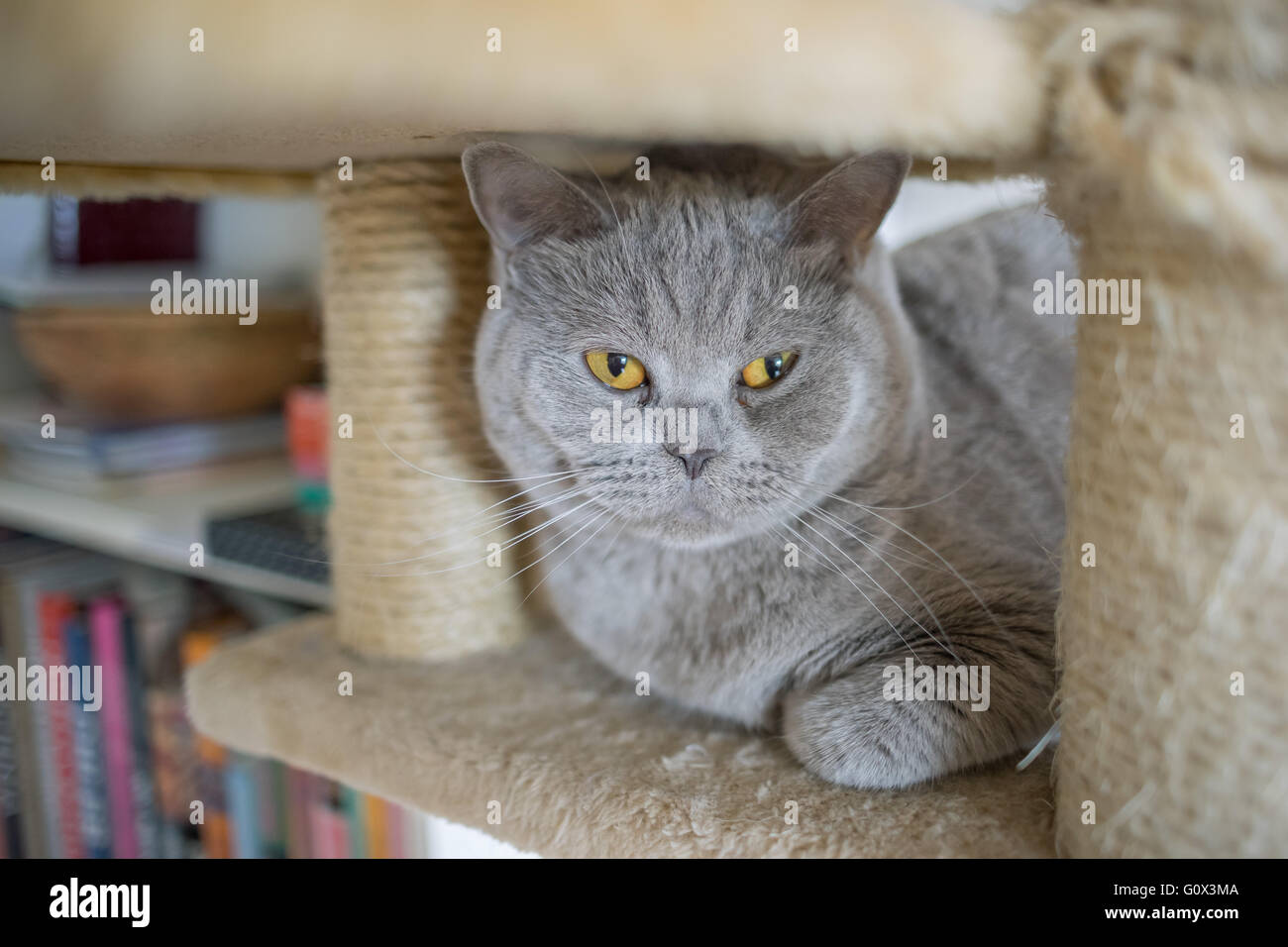 Scratching sitting hi-res stock photography and images - Alamy