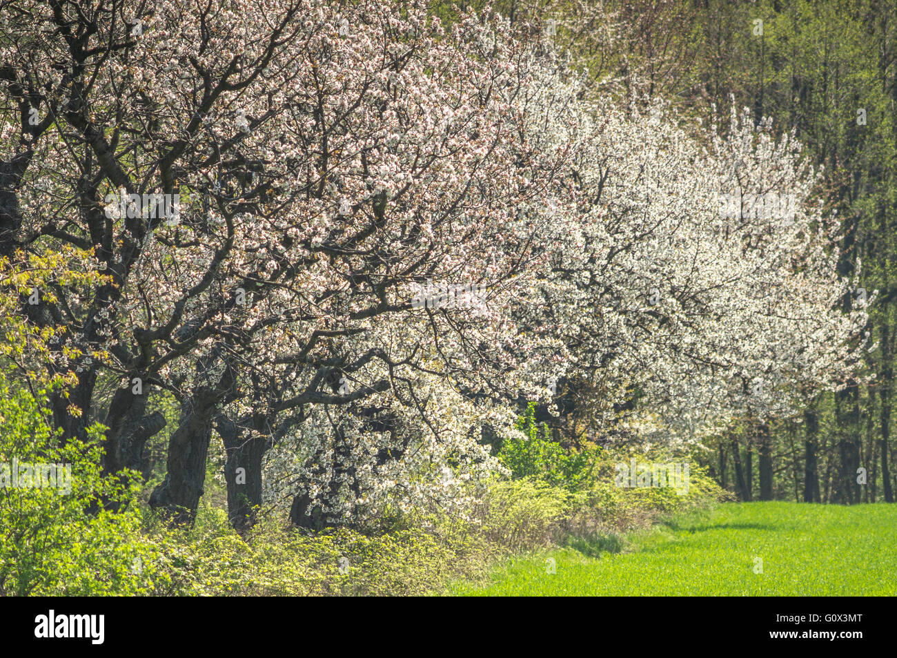 Blooming cherry trees orchard in the spring Stock Photo - Alamy