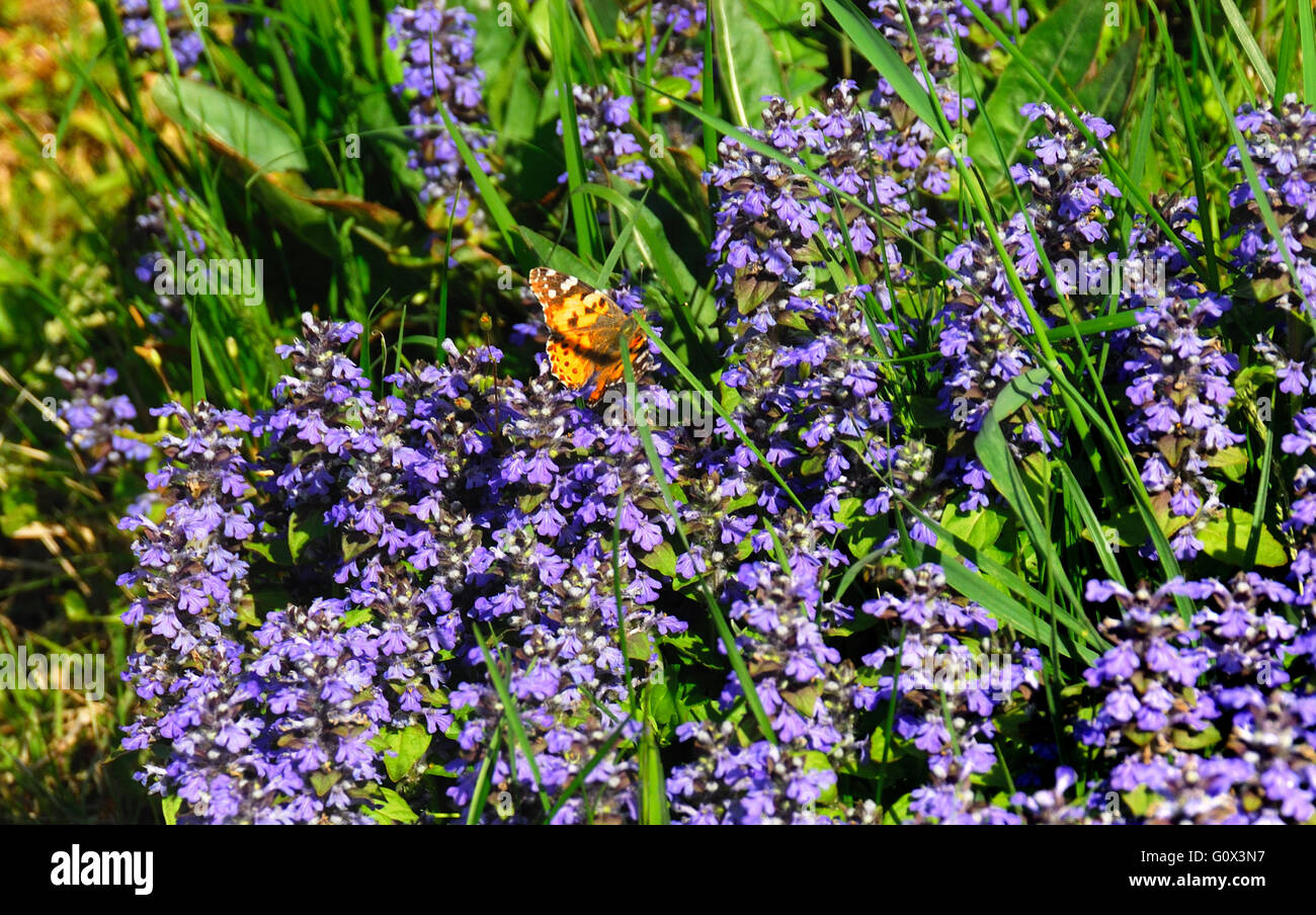 Glechoma hederacea (Nepeta glechoma, Nepeta hederacea) is an aromatic ...