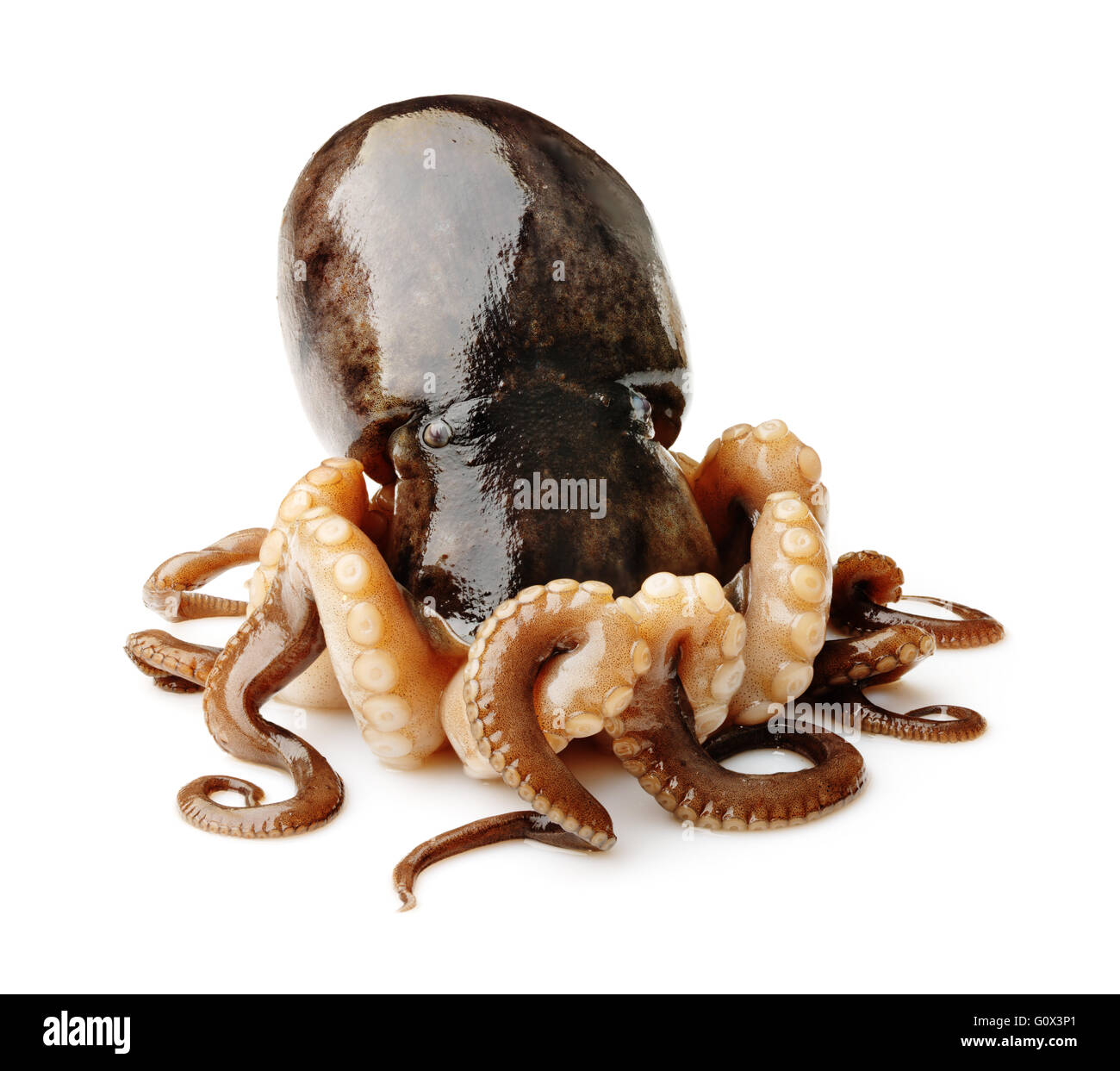 Small octopus isolated on white background Stock Photo - Alamy