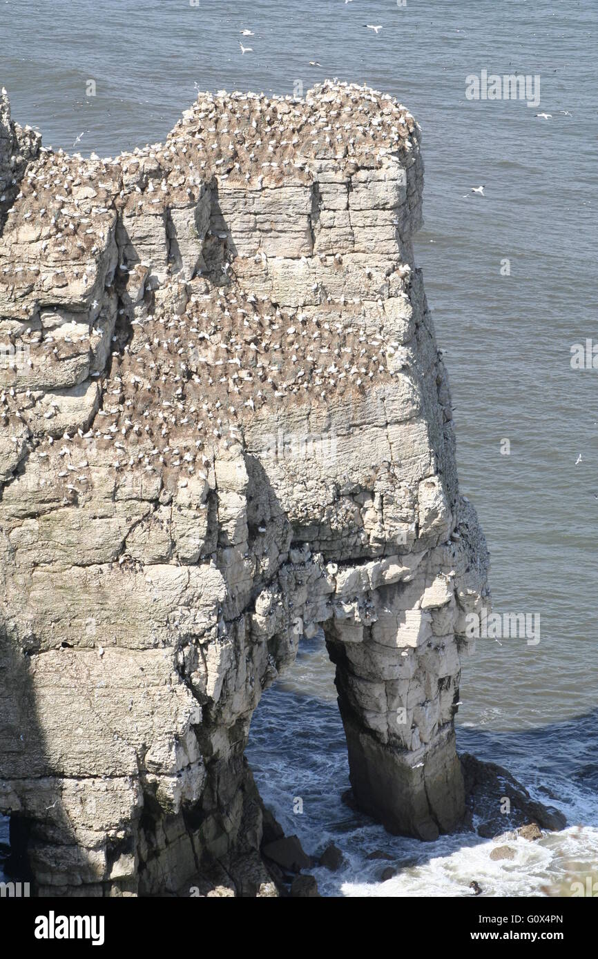 Cliff nesting birds hi-res stock photography and images - Alamy