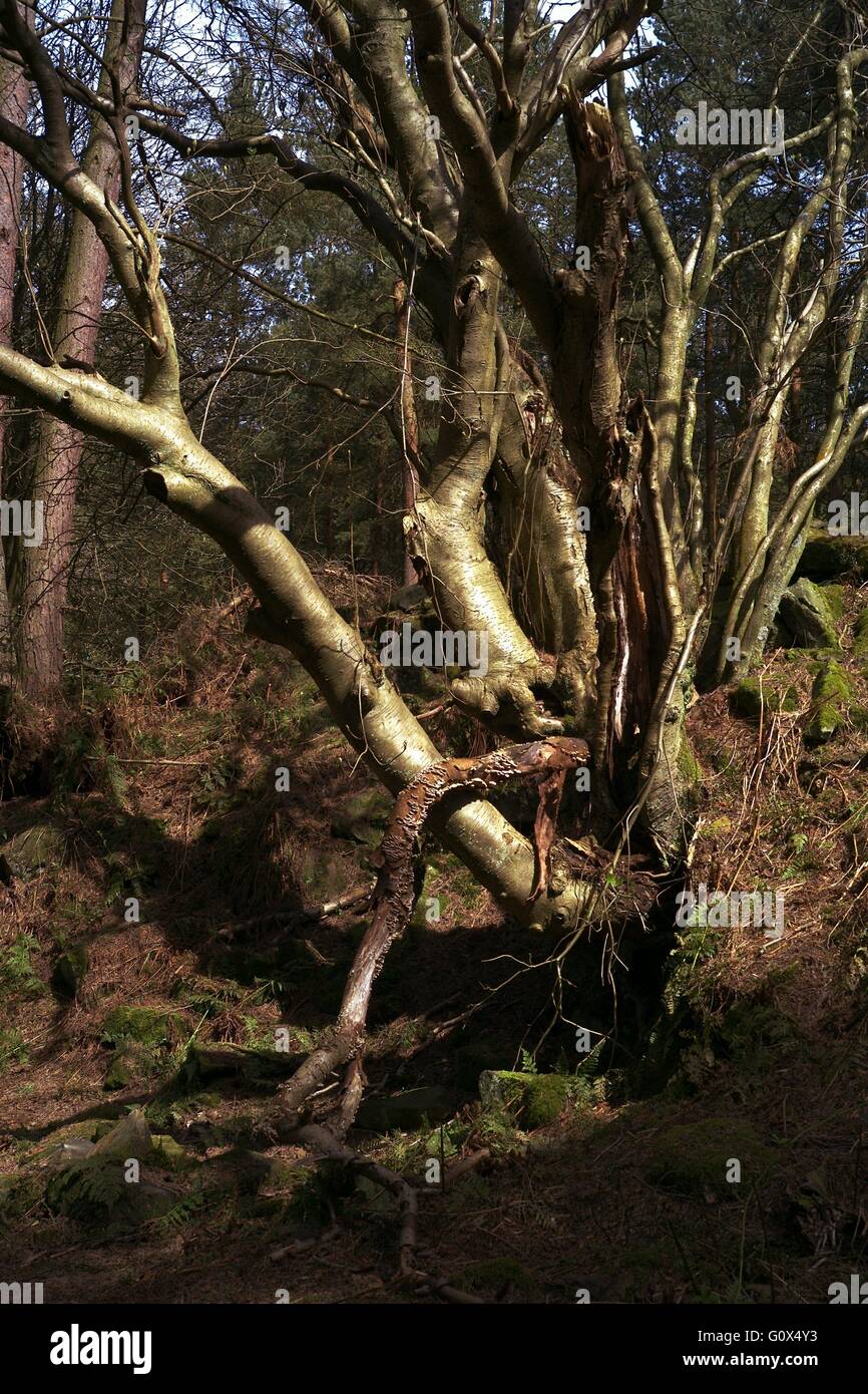 A dead tree in the woods above Cod Beck Stock Photo - Alamy
