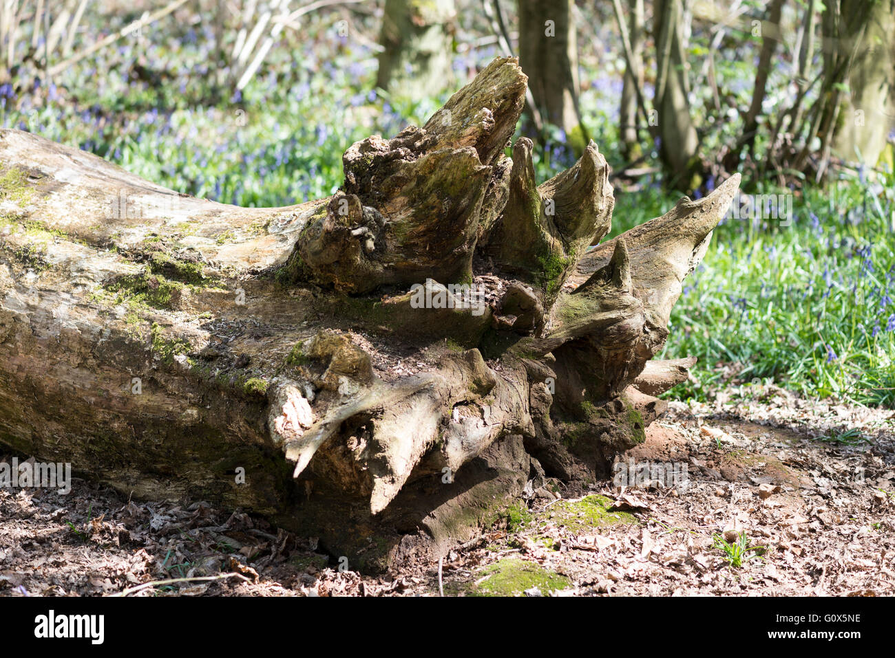 Roots fallen tree new forest hi-res stock photography and images - Alamy