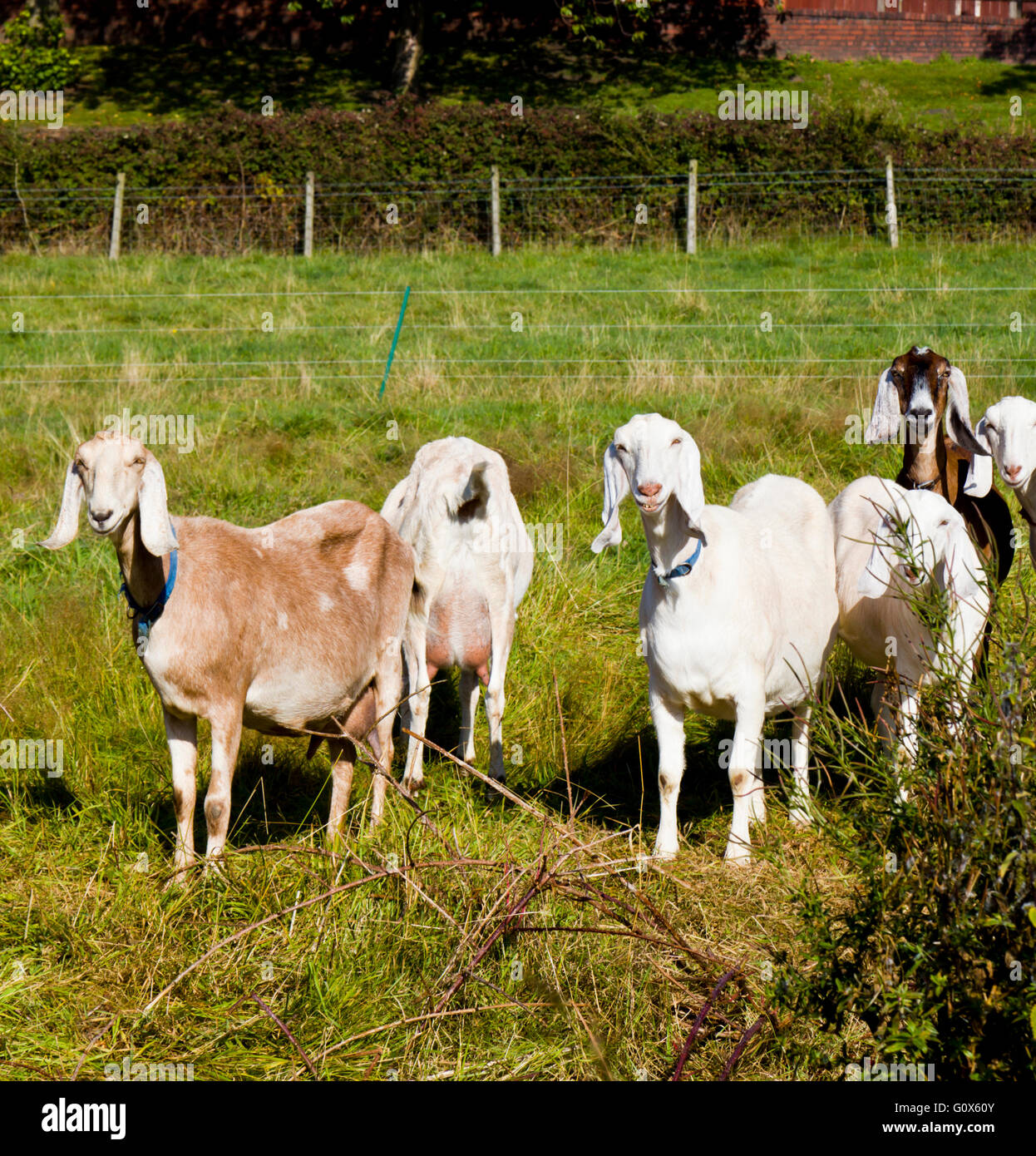 Herd of goats in a field near Dod Naze, Hebden Bridge, West Yorkshire ...