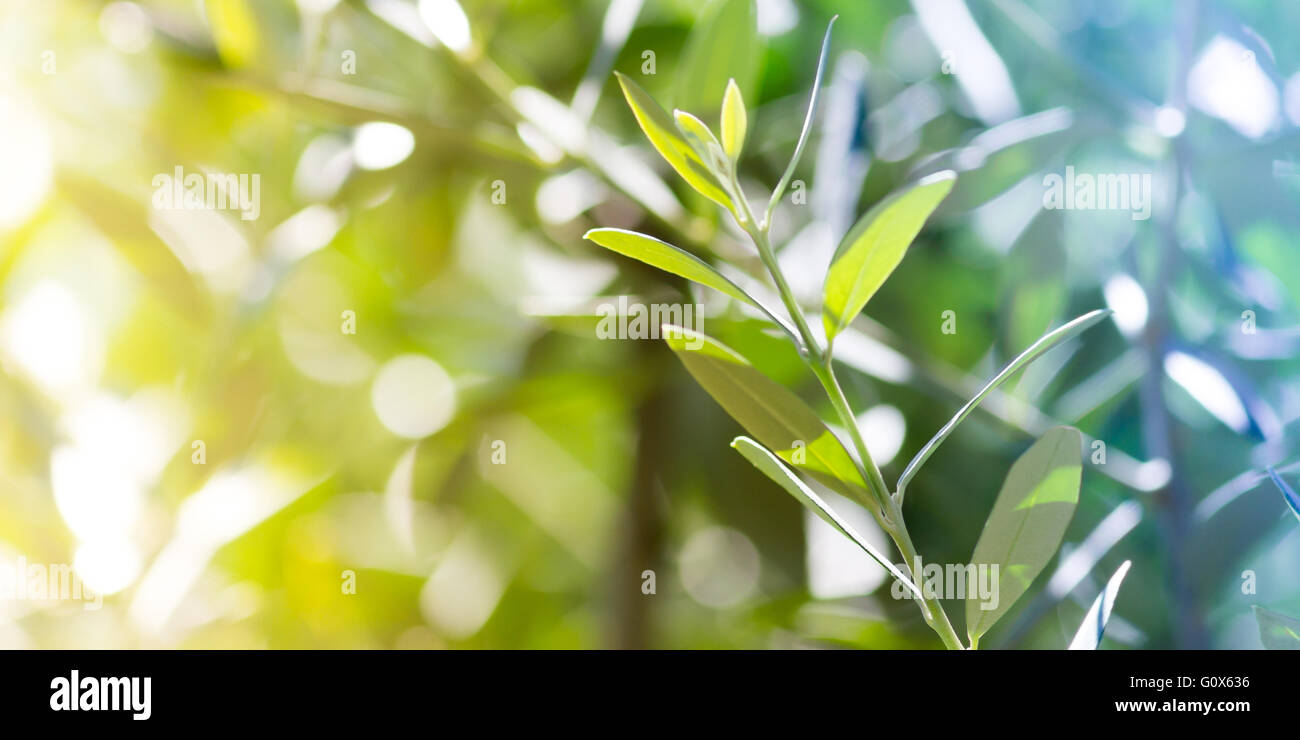 Aromatic herbs in the garden, nature background Stock Photo - Alamy