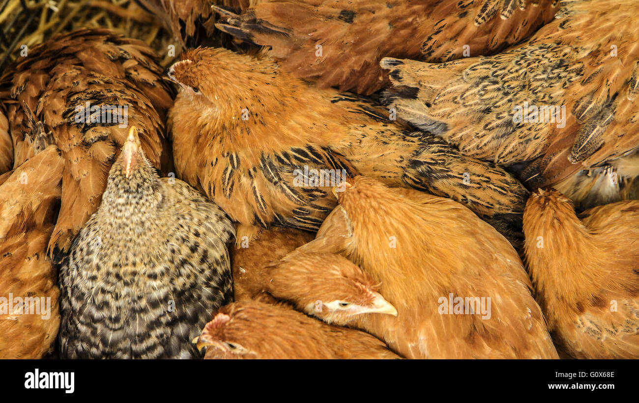 Chicken sale street market hi-res stock photography and images - Alamy