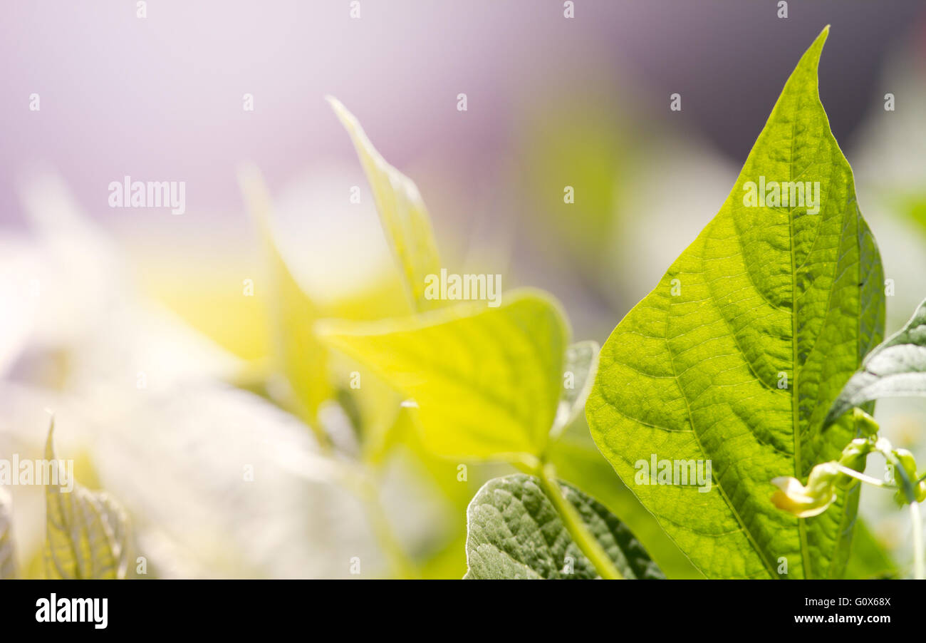 Aromatic herbs in the garden, nature background Stock Photo - Alamy