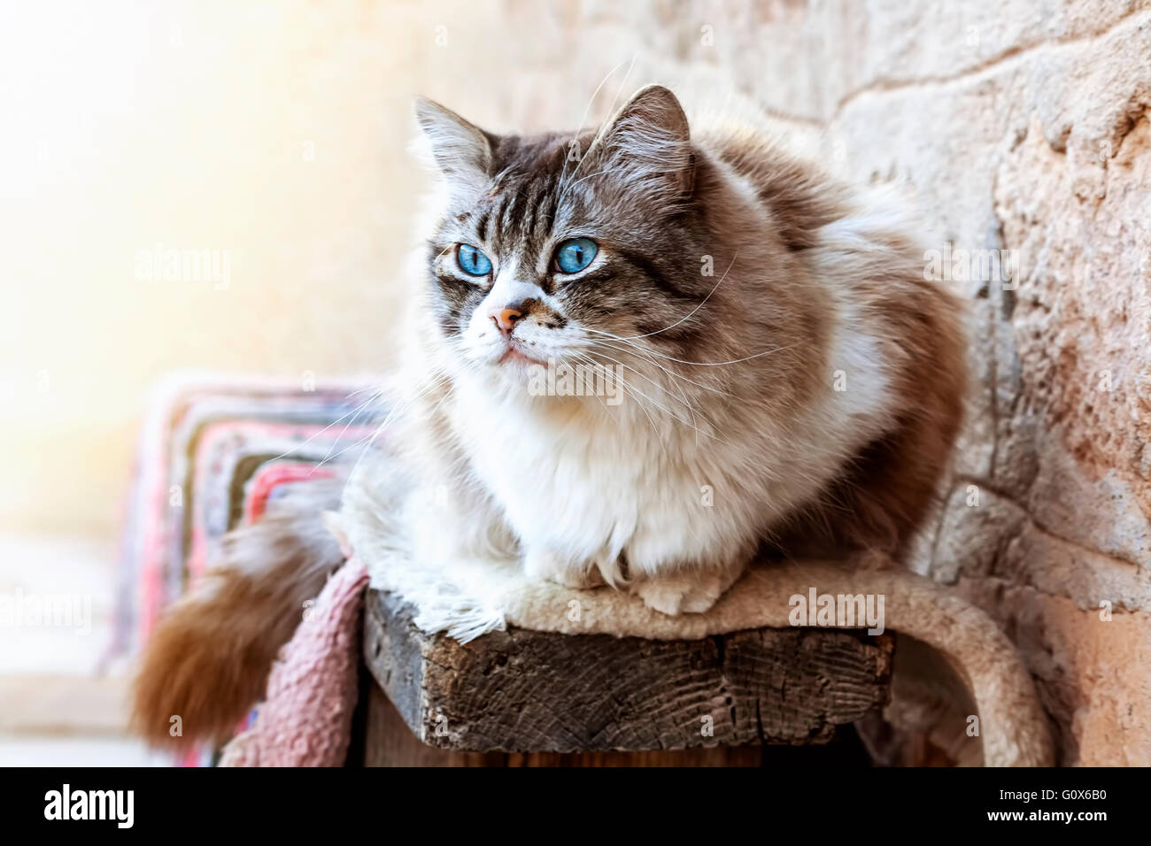Ragdoll cat hi-res stock photography and images - Alamy