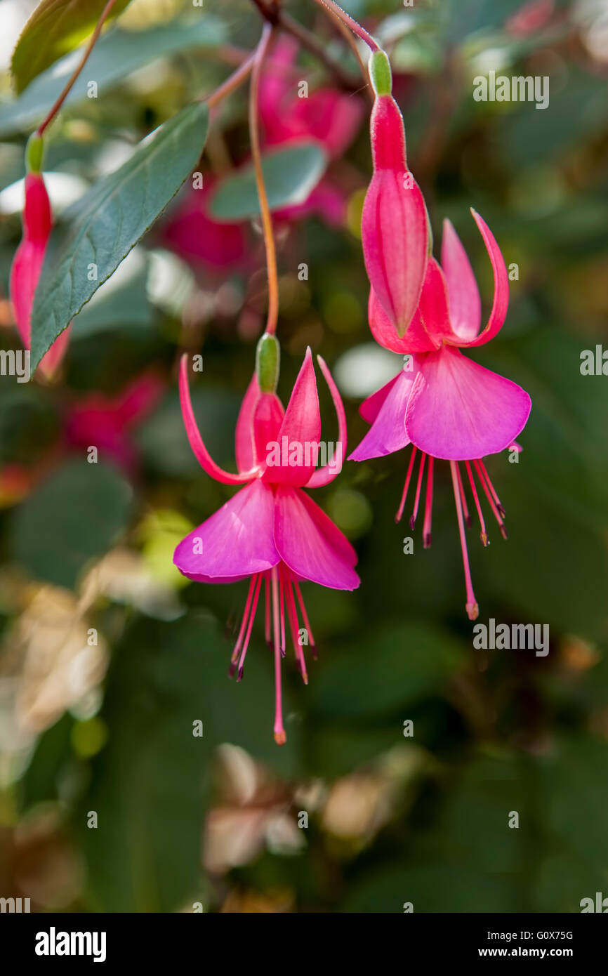 Two pretty fuchsia flowers Stock Photo - Alamy