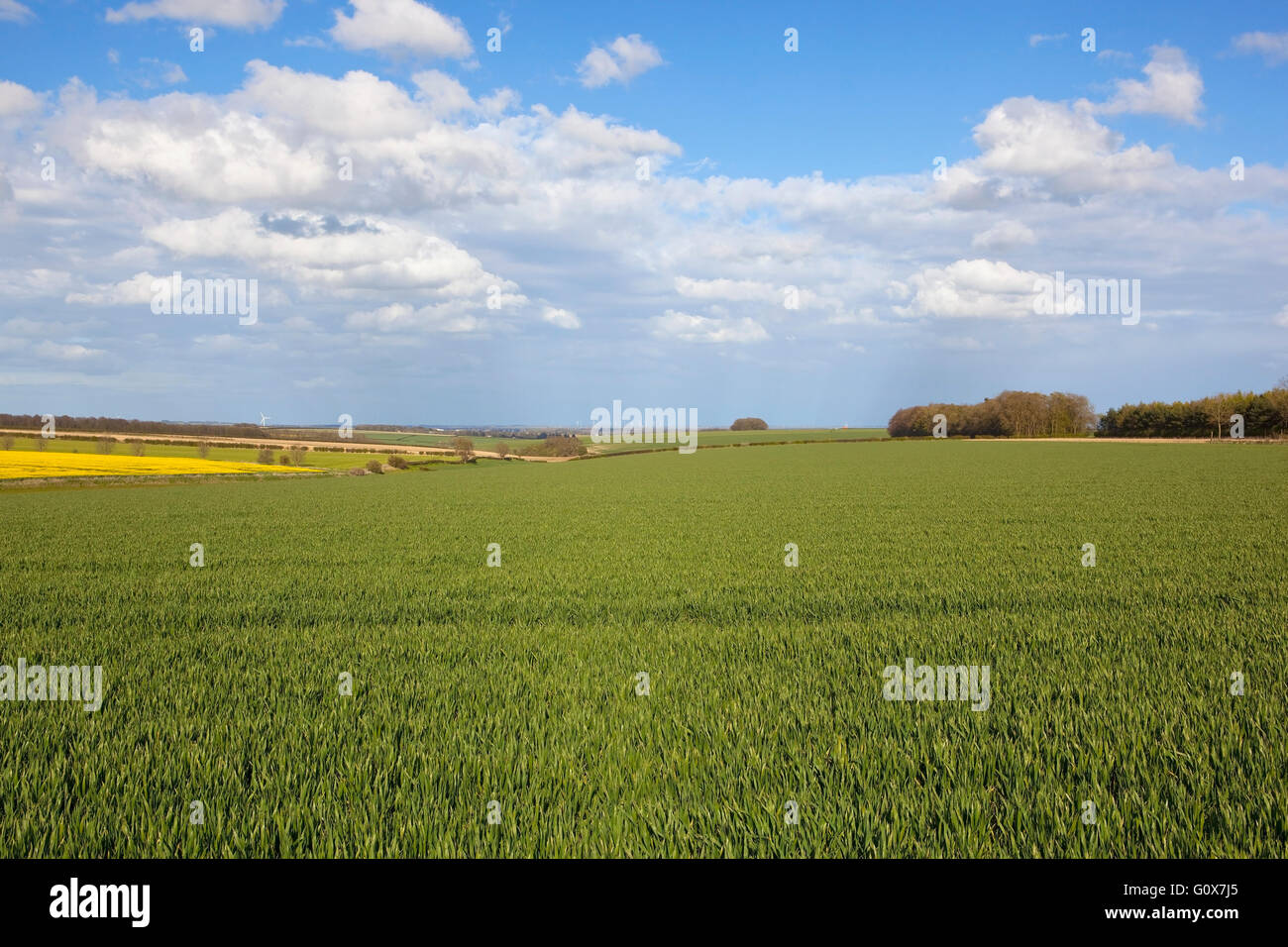 Wheat and rapeseed crops in the picturesque arable landscape of the ...