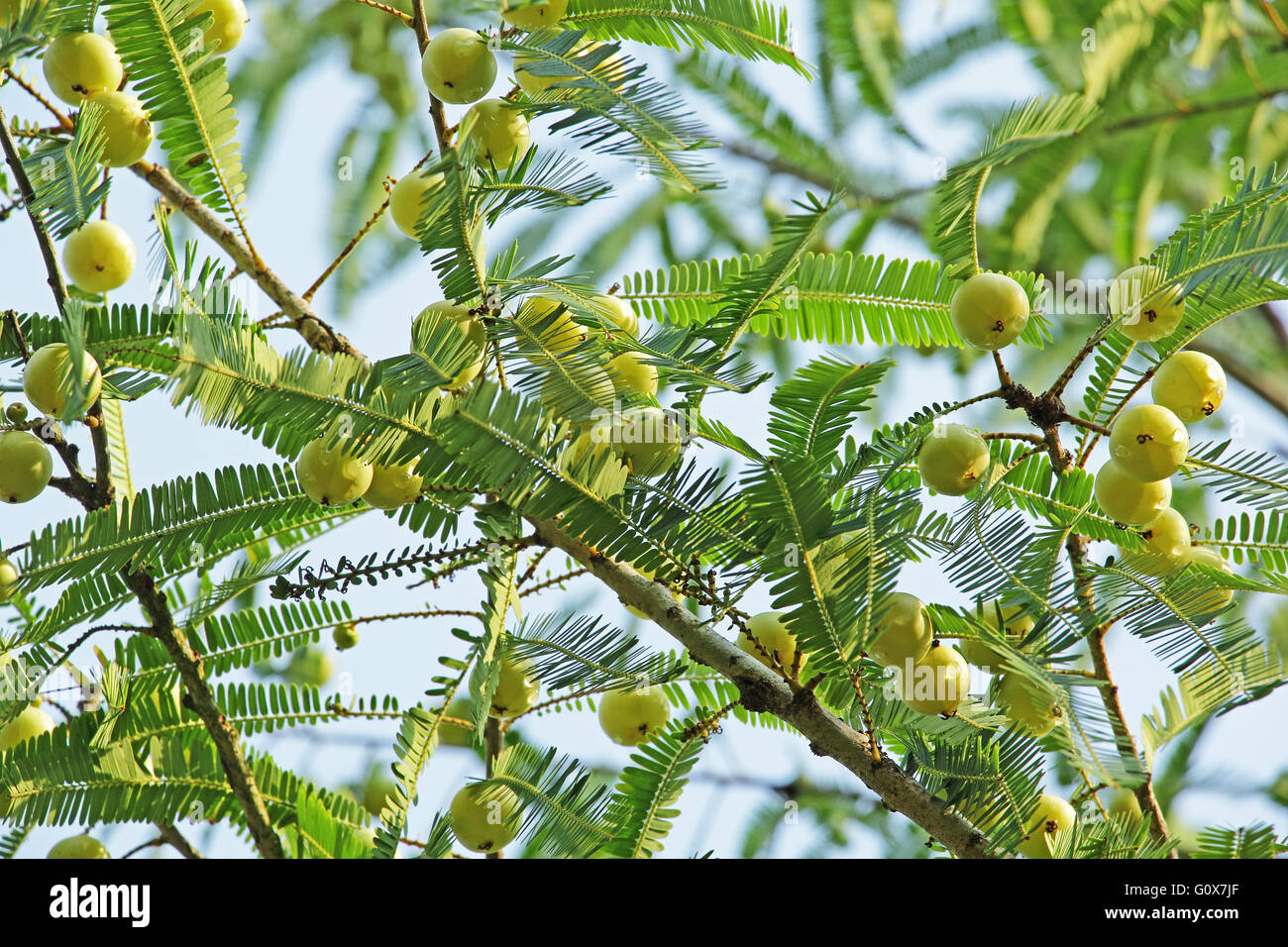 Ripening Indian gooseberry, Phyllanthus emblica, seeds in plant ...