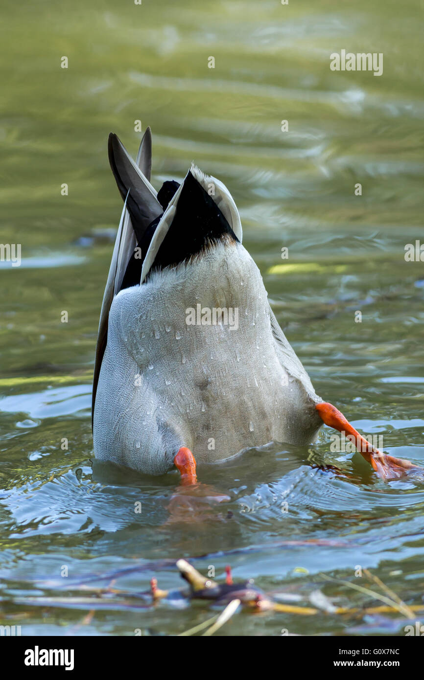Mallard in search of food Stock Photo - Alamy