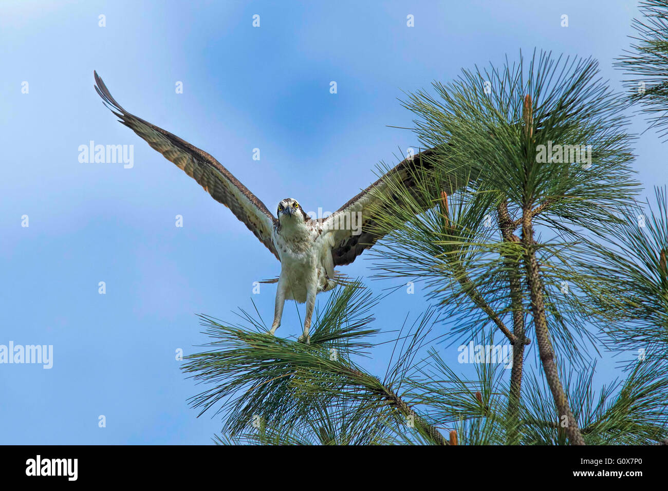 Hawk wings spread perched hi-res stock photography and images - Alamy