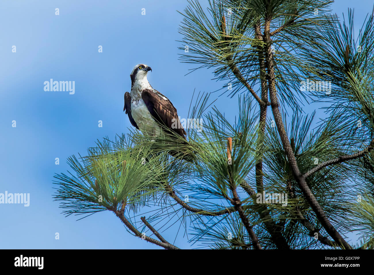 Side profile of osprey on tree branch Stock Photo - Alamy