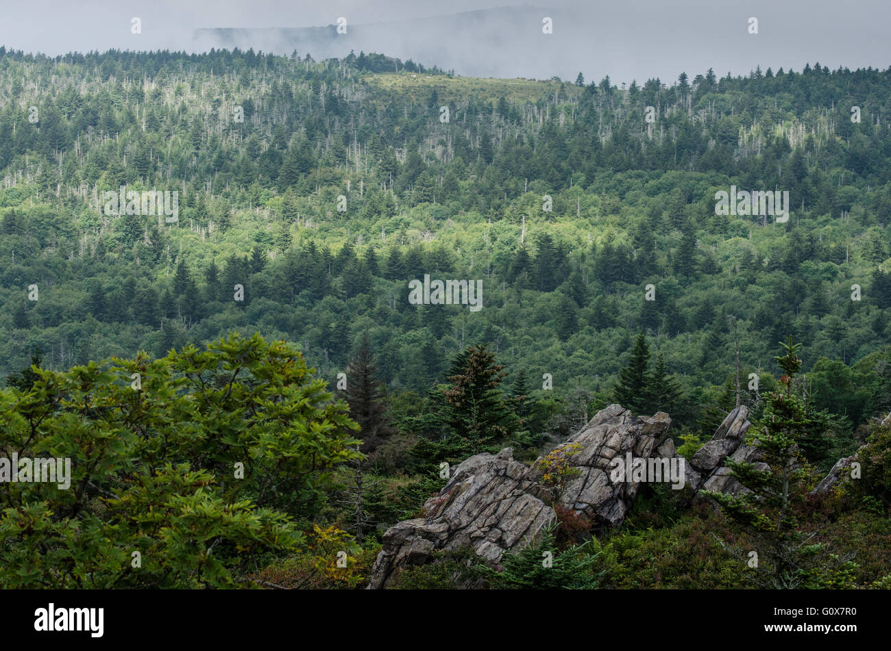 Wilderness Landscape in Grayson Highlands, Virginia Stock Photo - Alamy