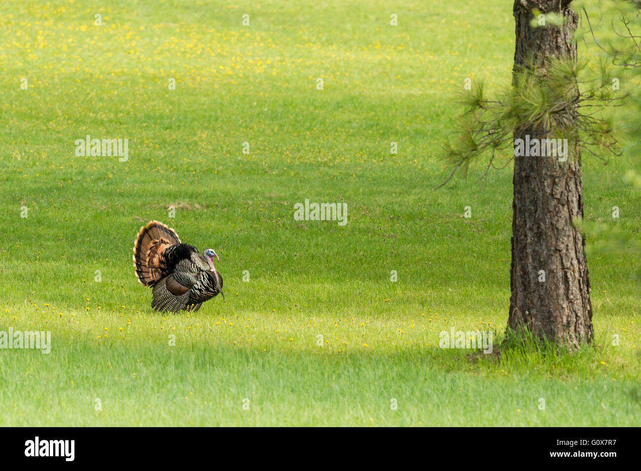 Male bird turkey struts hi-res stock photography and images - Alamy
