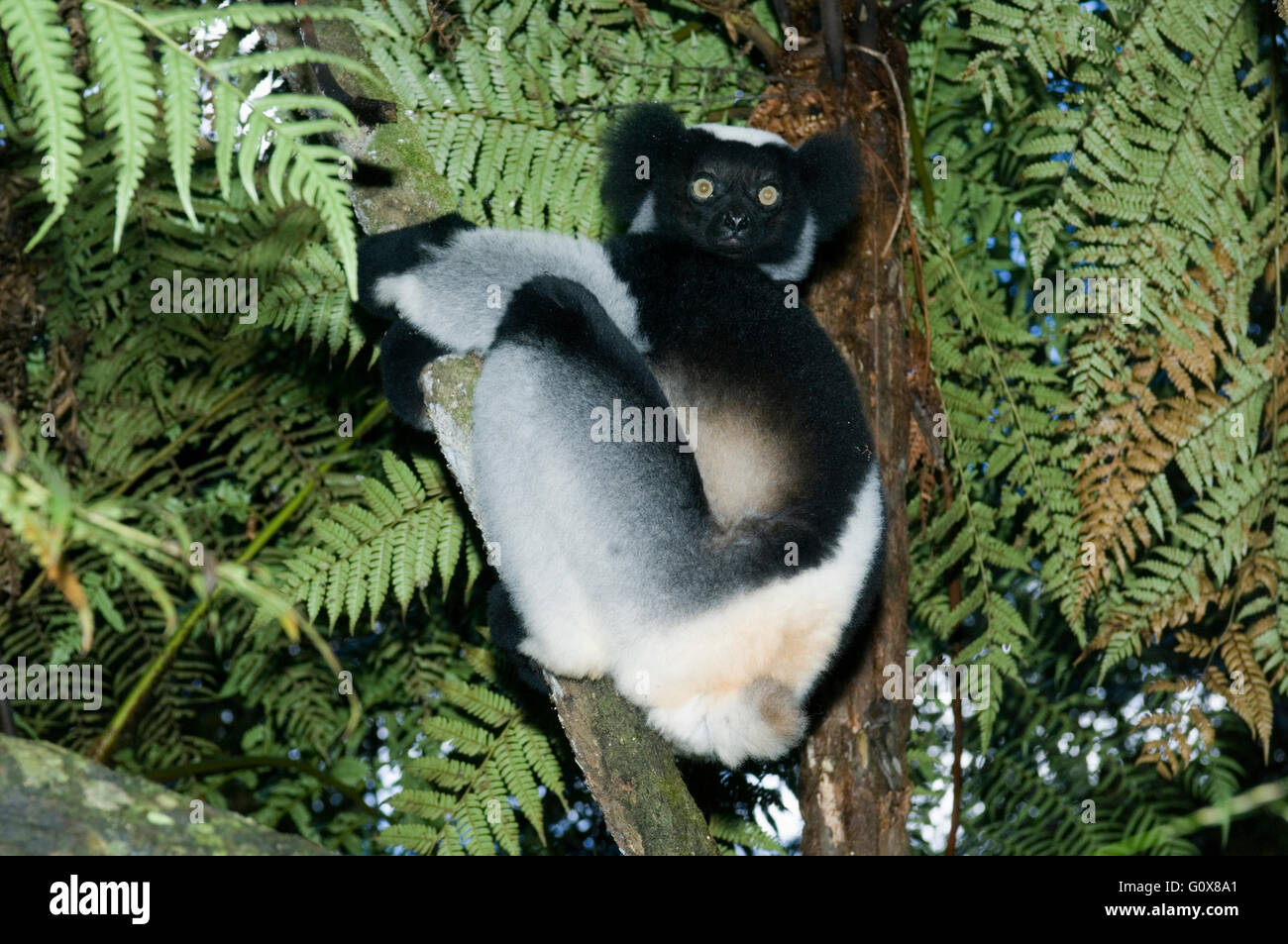 Indri Lemur, (Indri indri) WILD Andasibe-Mantadia National Park Percent ...