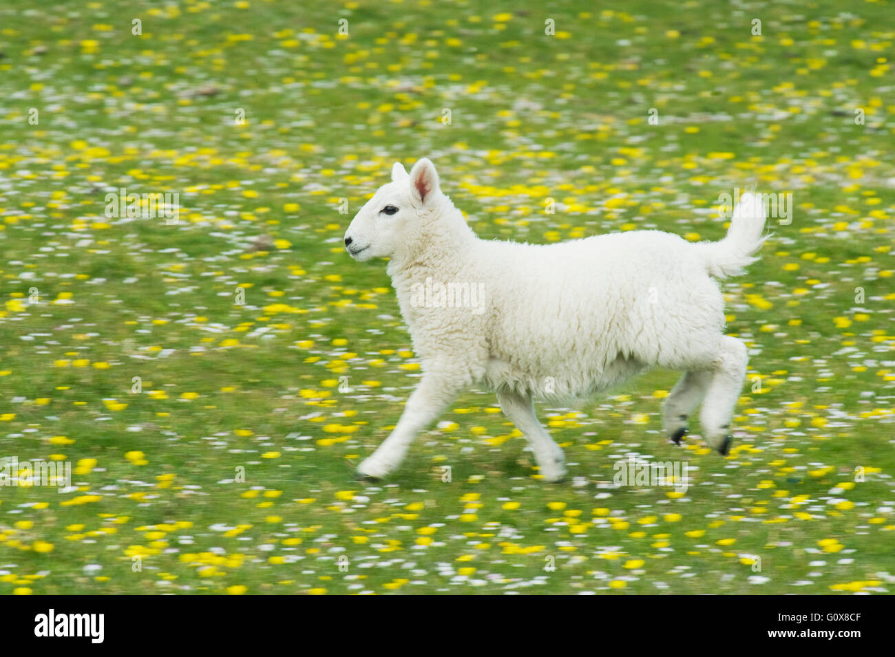 Spring lamb runs through field of flowers, Scotland Stock Photo - Alamy