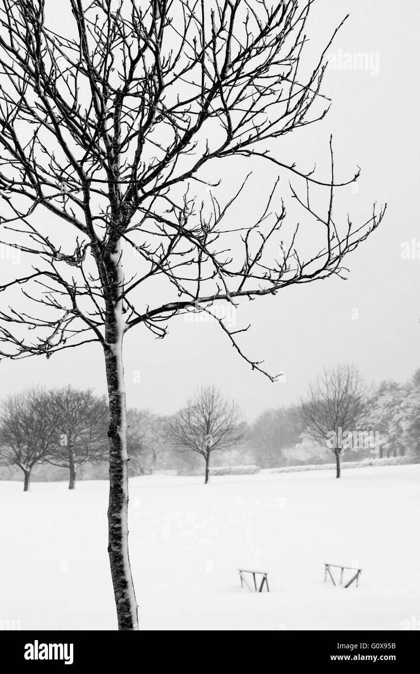 Winter landscape showing trees silhouetted against a grey sky with snow ...