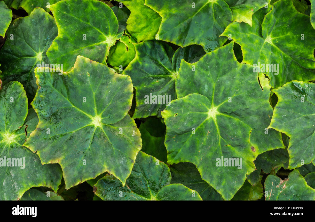Ground covering deep green leaf plant Stock Photo - Alamy
