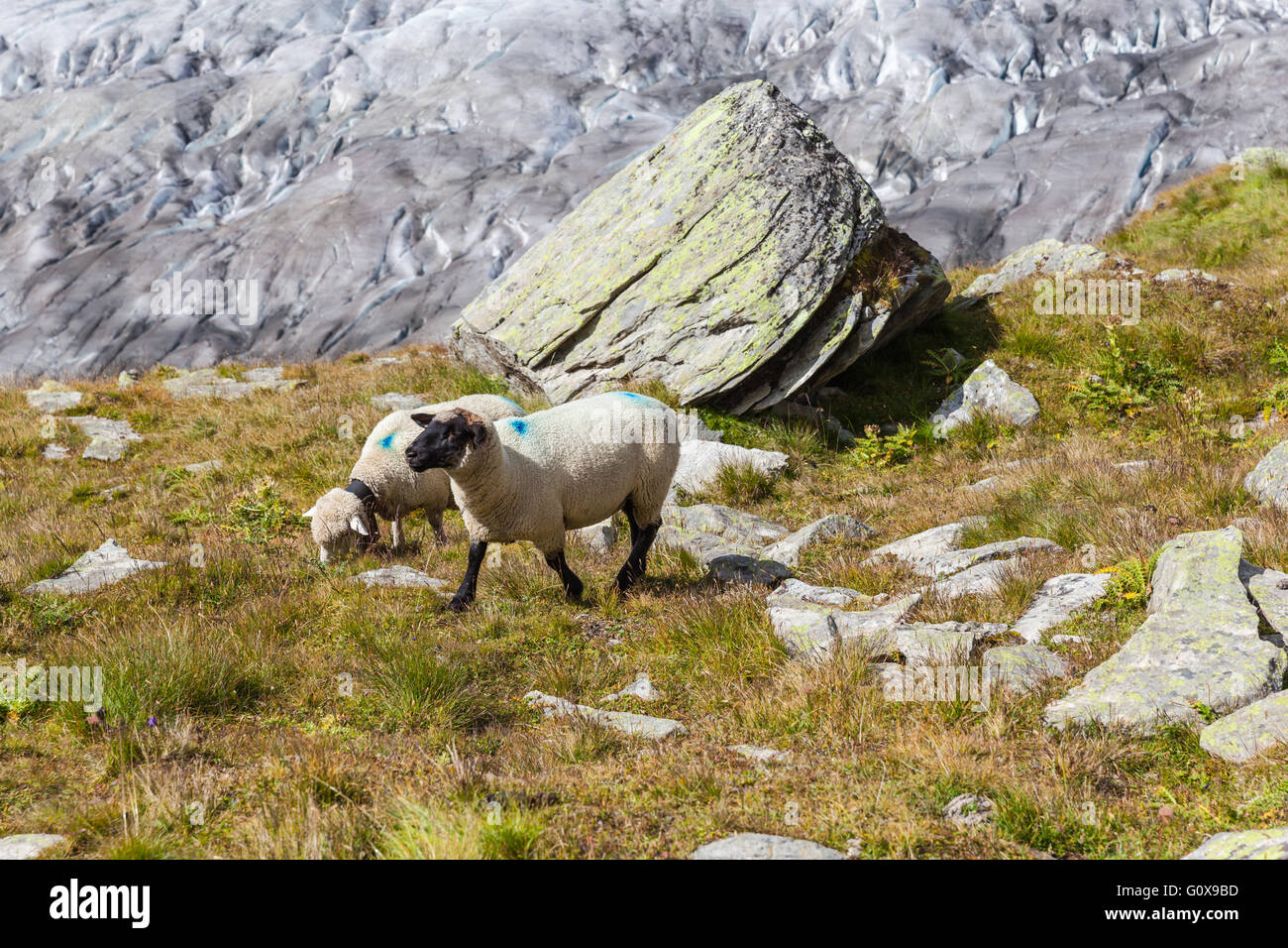 Sheep valais hi-res stock photography and images - Alamy
