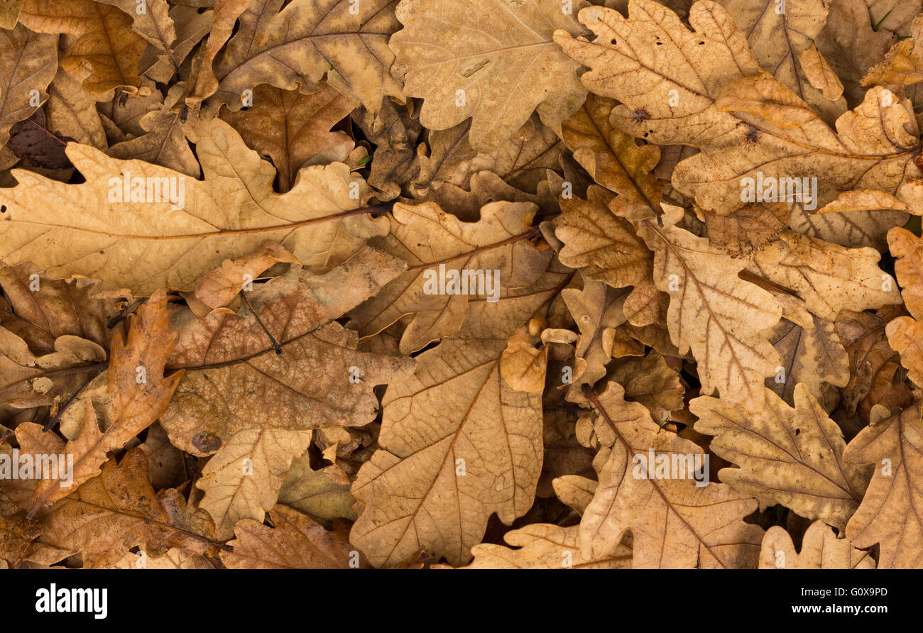 Wonderful warm texture in these acorn leaves Stock Photo - Alamy