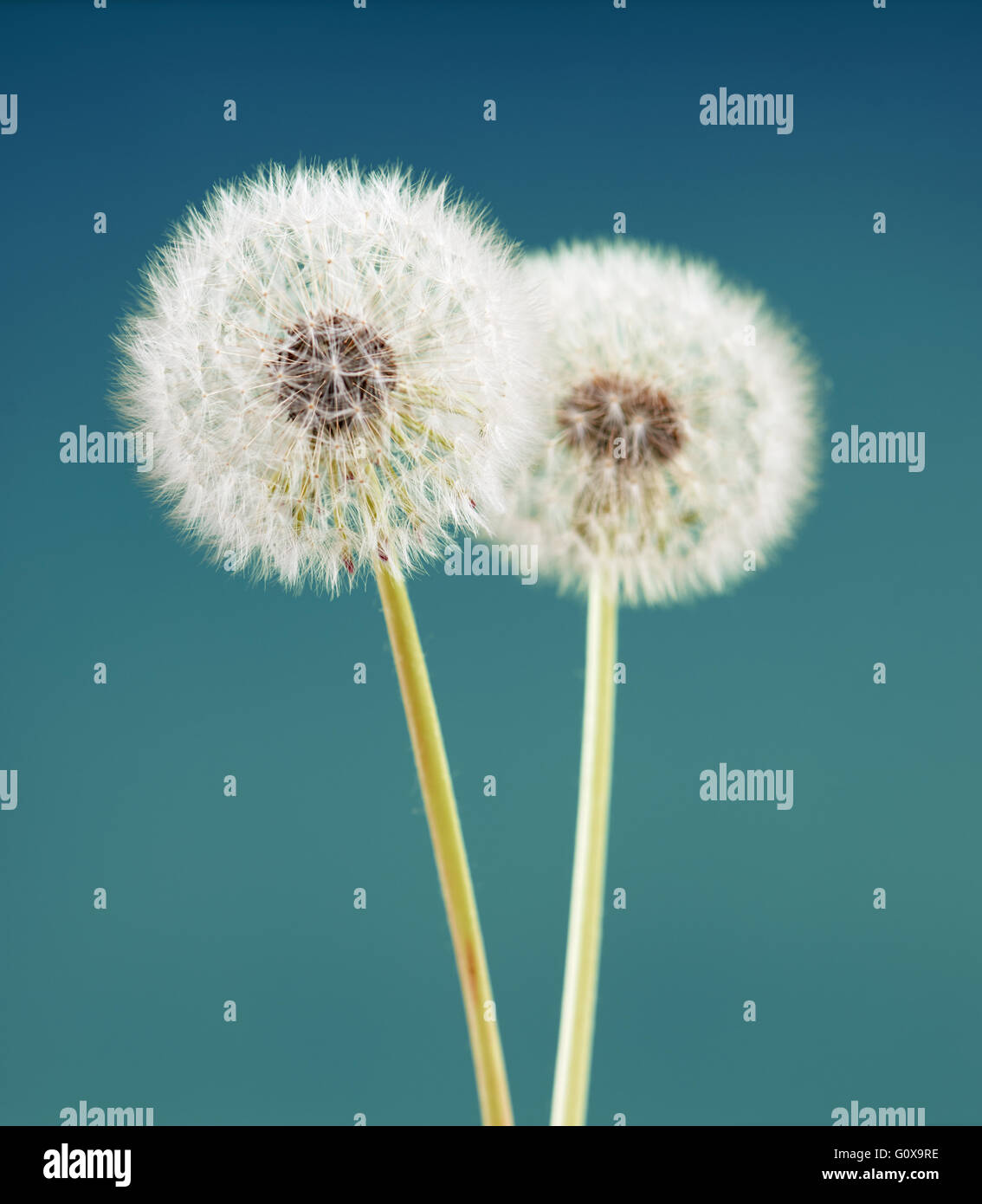 dandelion flower on green blue color background, many closeup object ...