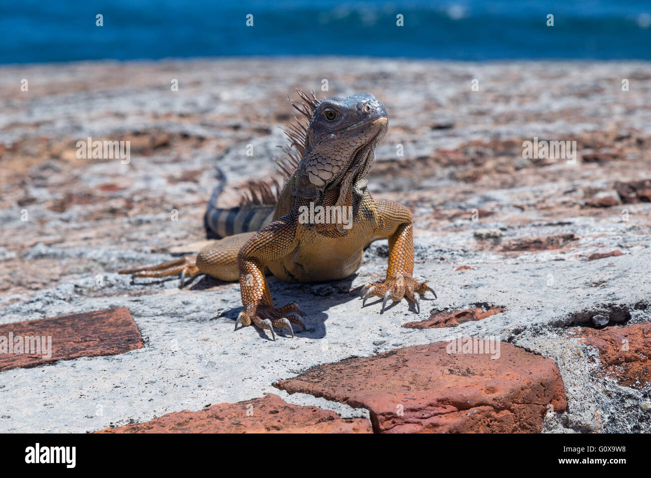 Giant iguana is sitting on old city walls in Puerto Rico Stock Photo ...