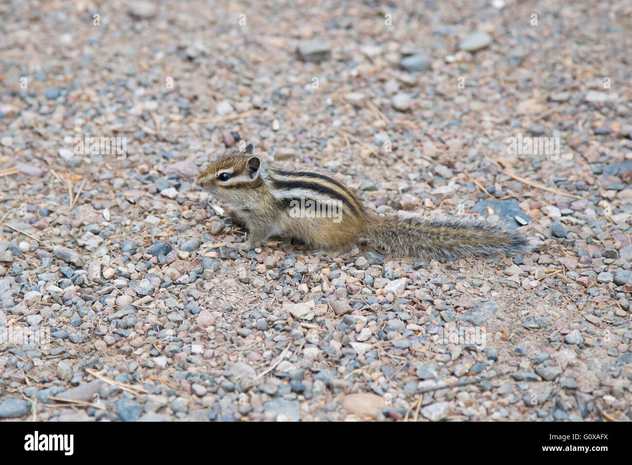 Chipmunk in landscape park Stolby, near Krasnoyarsk, Russia Stock Photo ...