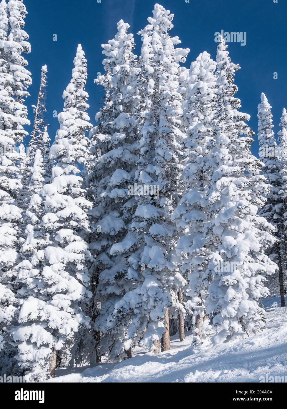 Snow plastered evergreen trees, top of Cyclone Trail, Steamboat ski ...