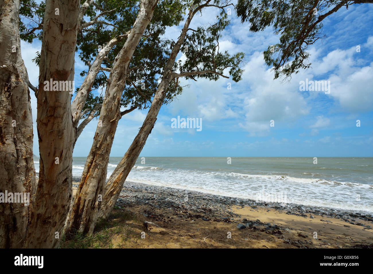 Eucalyptus Trees on Beach, Captain Cook Highway, Queensland, Australia ...