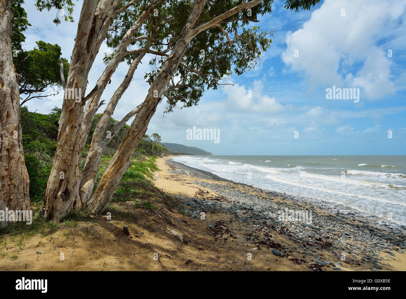 Eucalyptus Trees on Beach, Captain Cook Highway, Queensland, Australia ...
